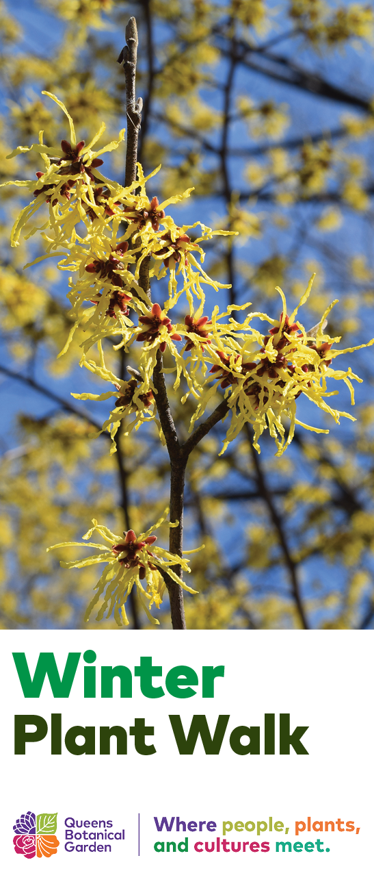 QBG Winter Plant Walk Guide_Cover - Queens Botanical Garden